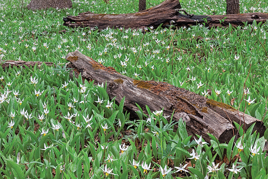 Conservationist 2025 Spring